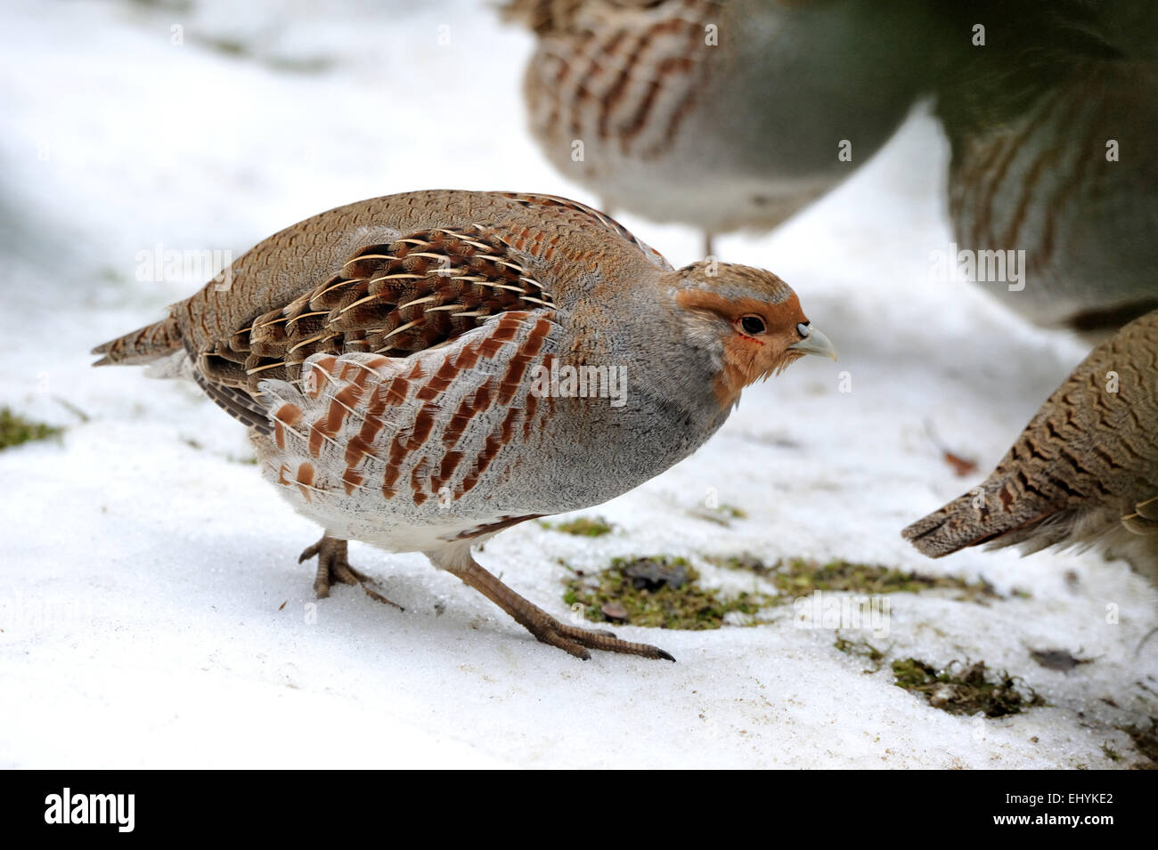 Partridge, Perdix perdix, galliforms, wild chickens, bird, Galliformes ...