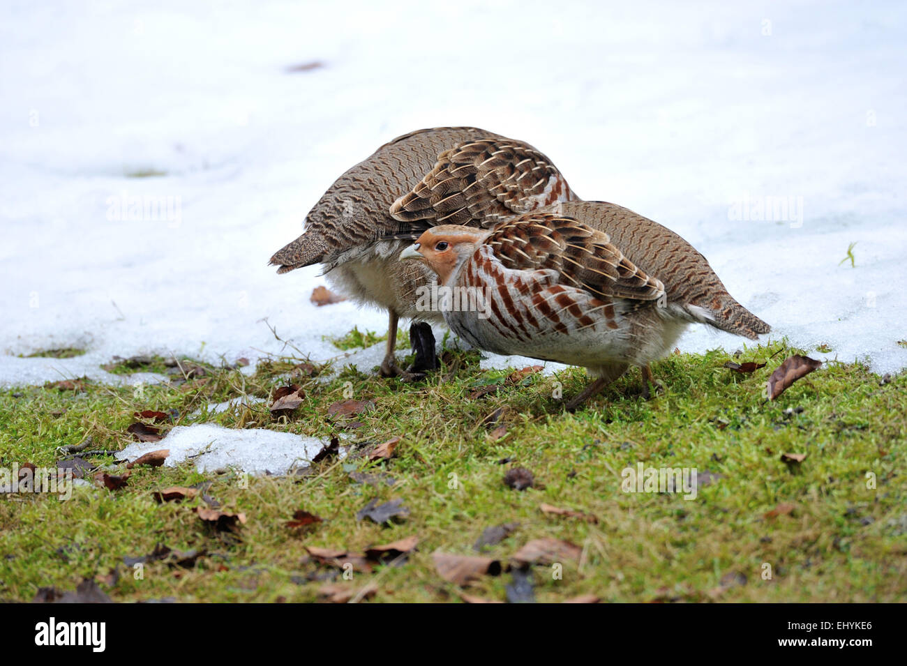 Galliforms hi-res stock photography and images - Alamy