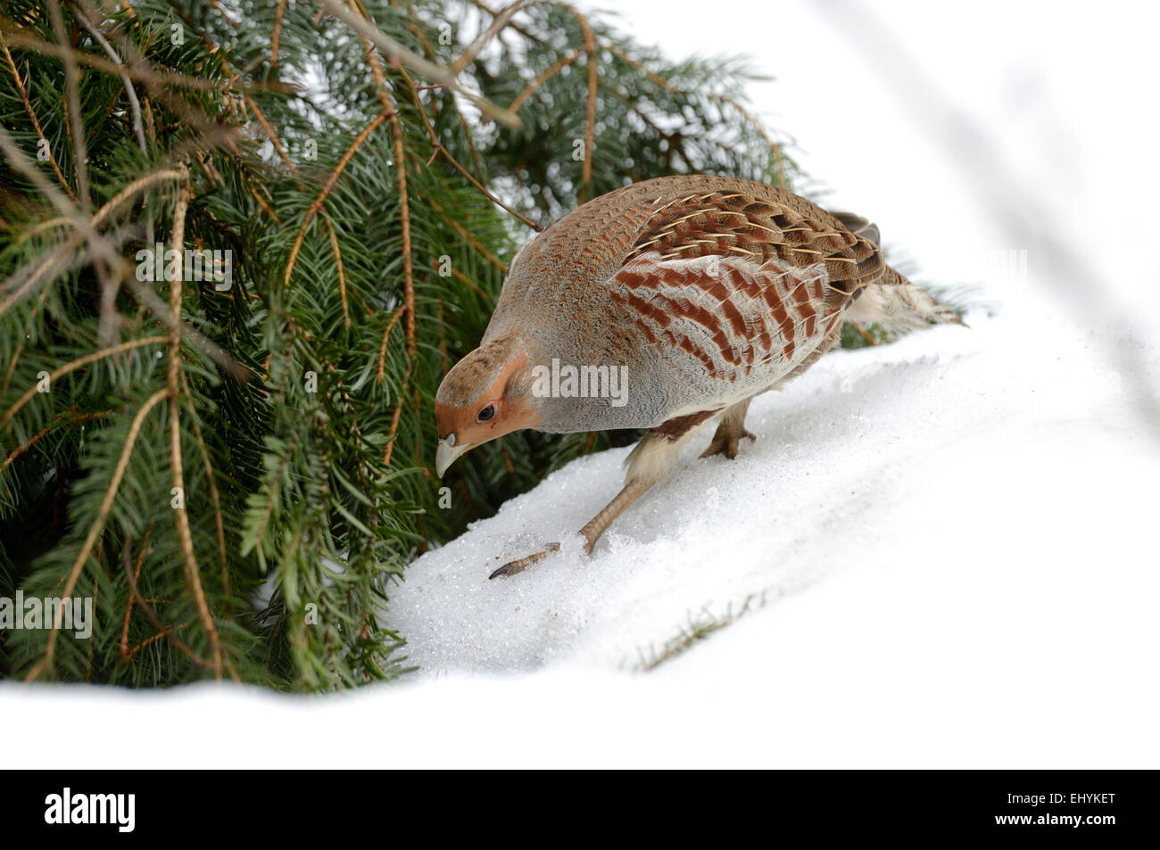 Partridge, Perdix perdix, galliforms, wild chickens, bird, Galliformes ...