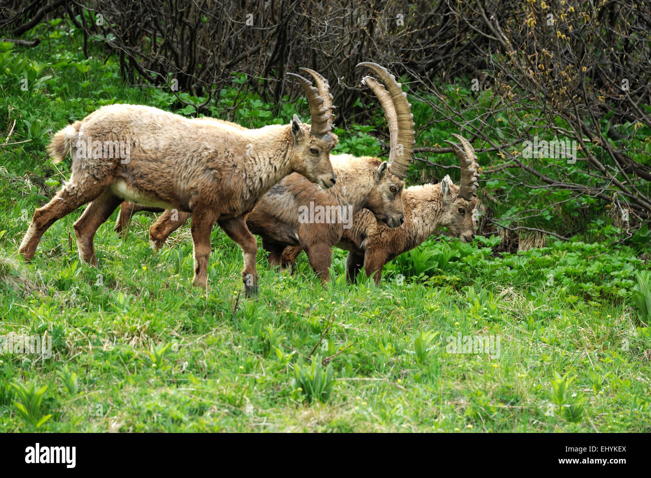 Capricorn, Ibex, animal, mountain nanny goat, cloven-hoofed animal ...