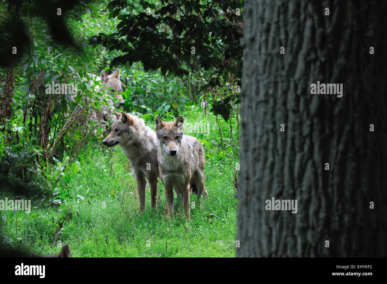 Canis lupus, canids, European Wolf, animal, Gray wolf, predators ...