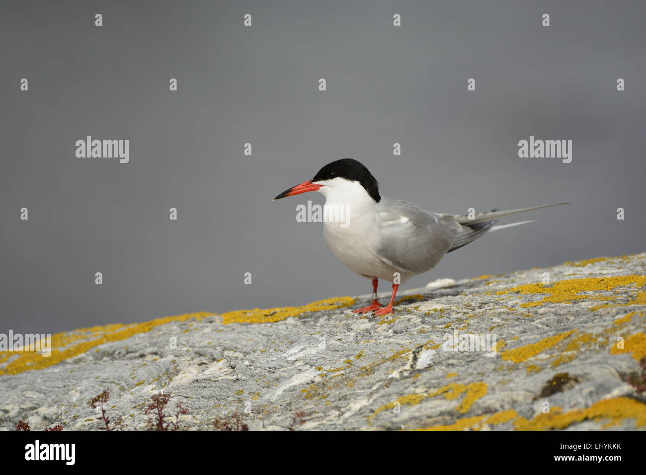 Sternidae hi-res stock photography and images - Alamy