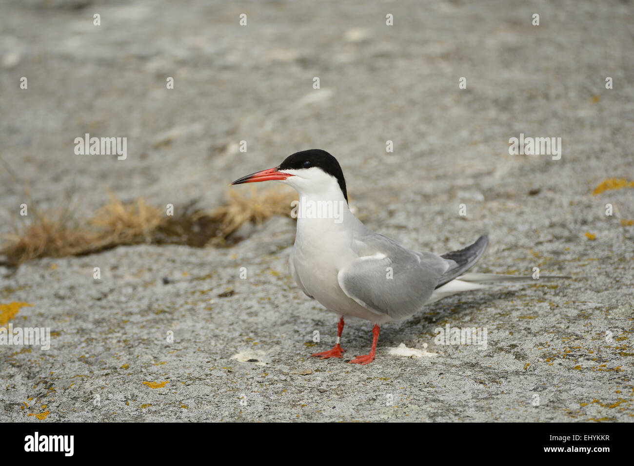 Sternidae hi-res stock photography and images - Alamy