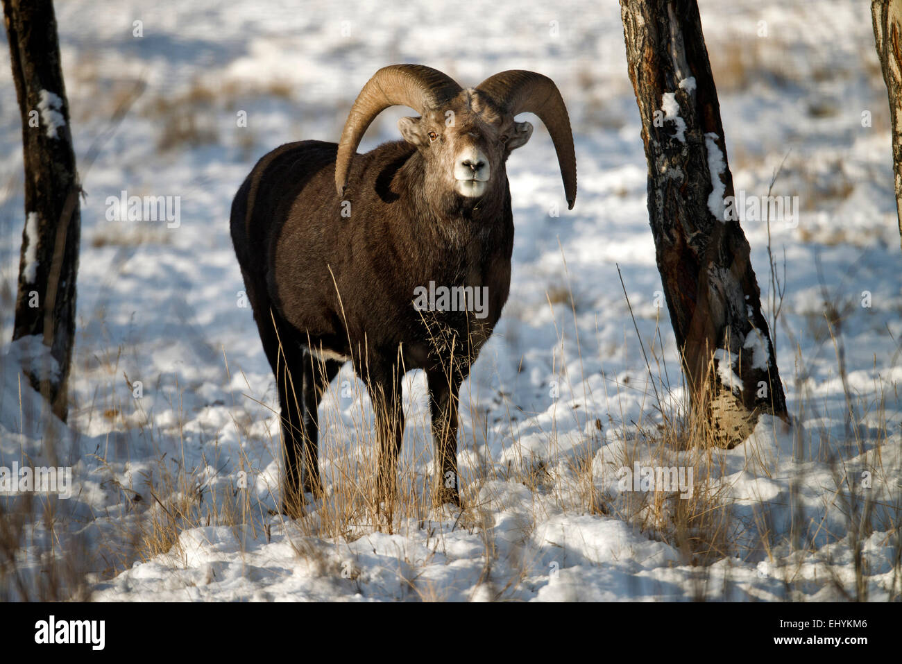 stone sheep, animal, Yukon, wildlife, preserve, Canada Stock Photo - Alamy