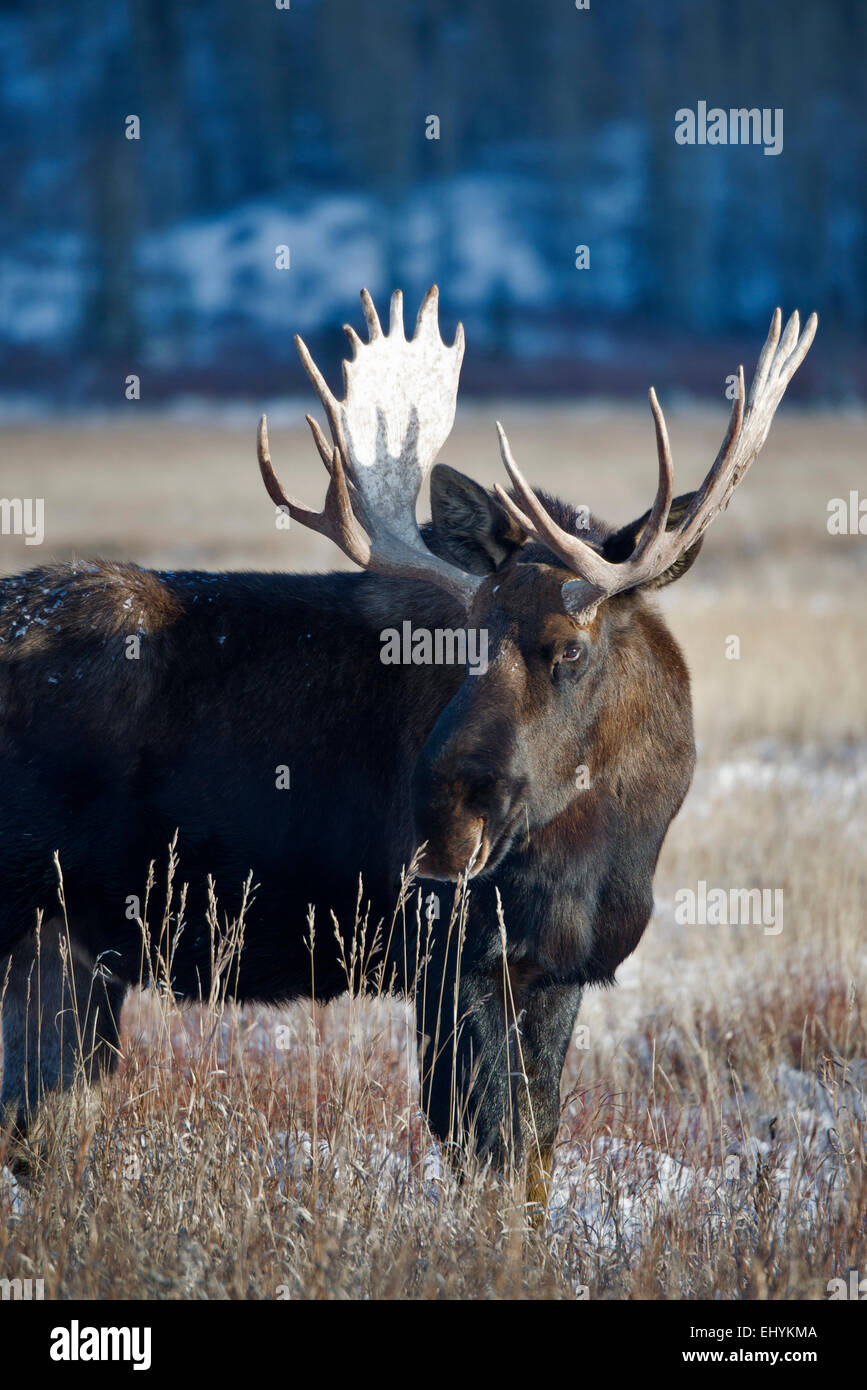 moose, animal, alces alces, Yukon, wildlife, preserve, Canada Stock ...