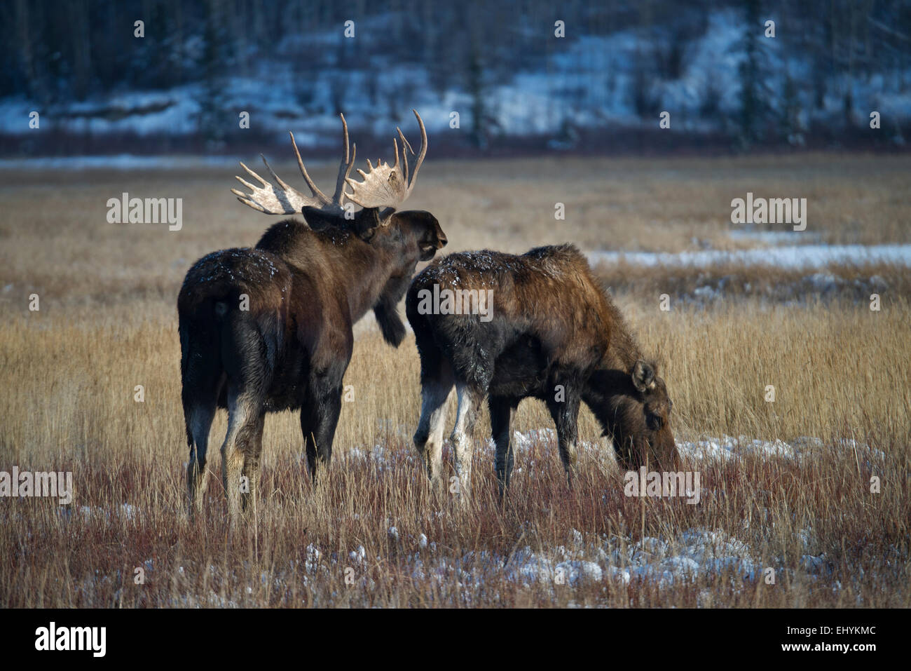 moose, animal, alces alces, Yukon, wildlife, preserve, Canada Stock ...