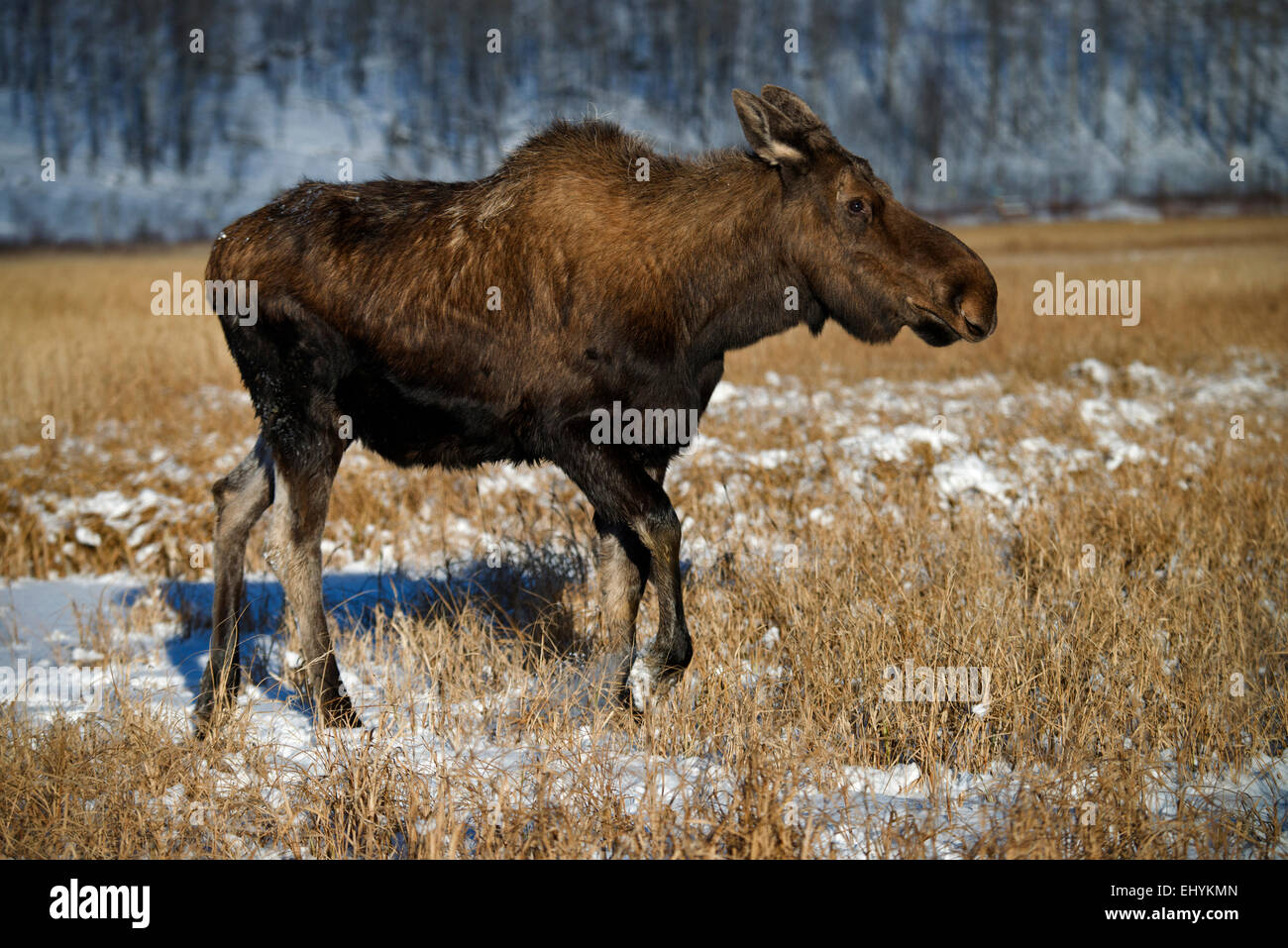 moose, animal, alces alces, Yukon, wildlife, preserve, Canada Stock ...