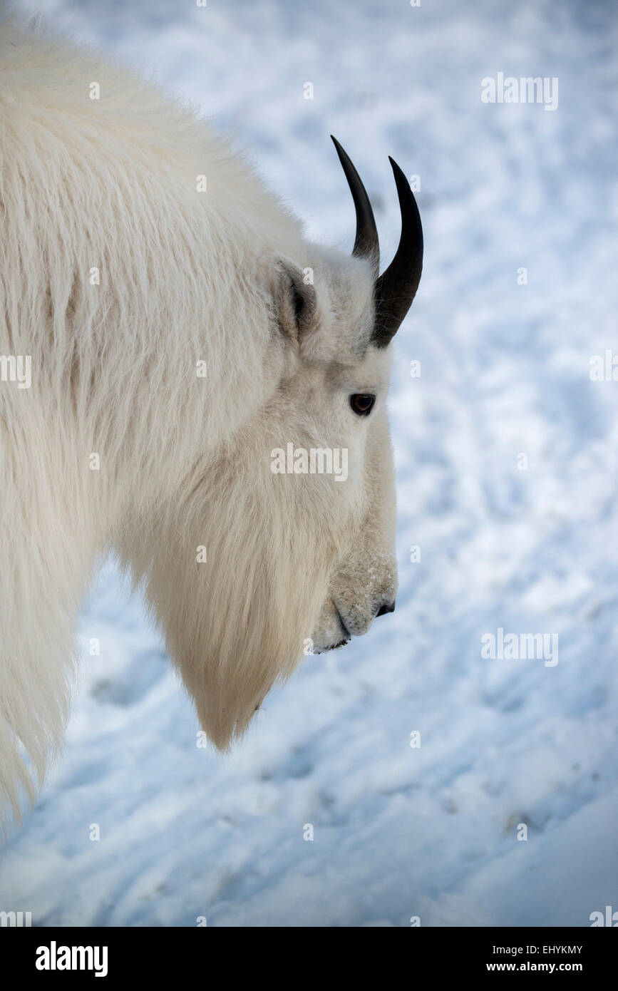 Mountain goat animal snow winter canada white hi-res stock photography ...