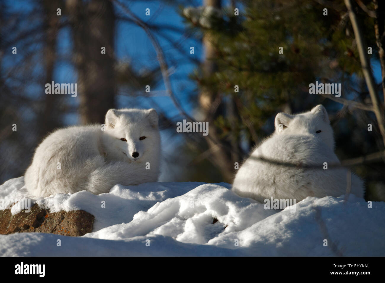 arctic fox, fox, animal, alopex lagopus, winter, snow, Canada Stock ...