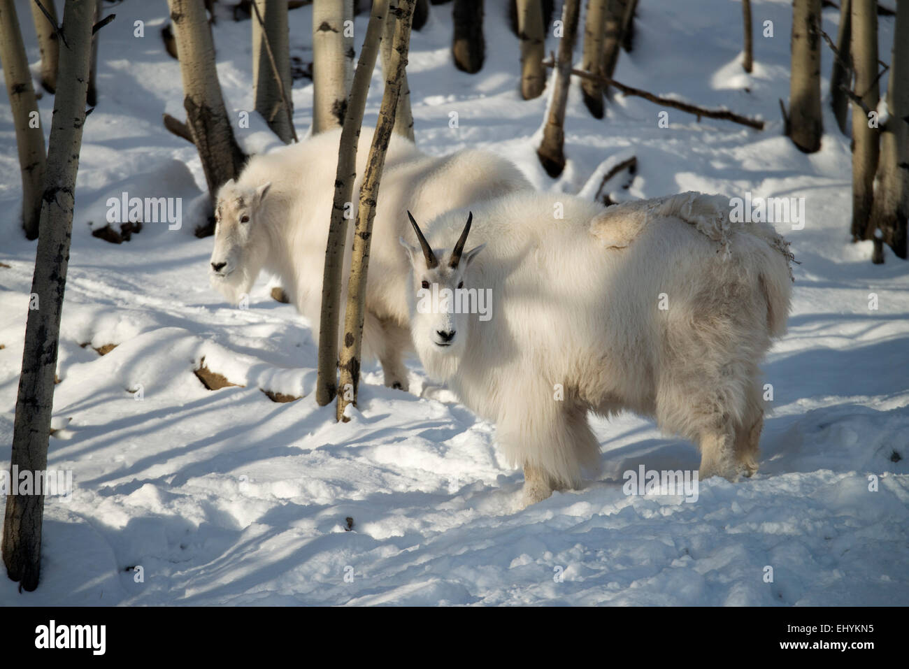 Mountain goat animal snow winter canada white hi-res stock photography ...
