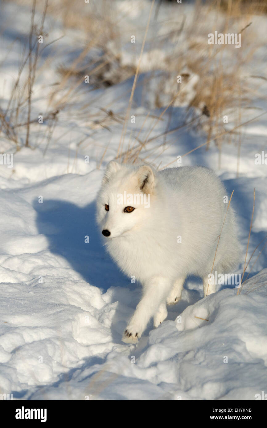 arctic fox, fox, animal, alopex lagopus, winter, snow, Canada Stock ...