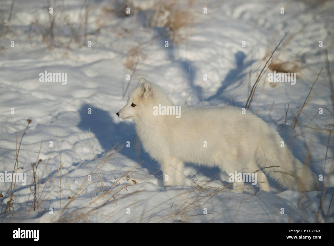 arctic fox, fox, animal, alopex lagopus, winter, snow, Canada Stock ...