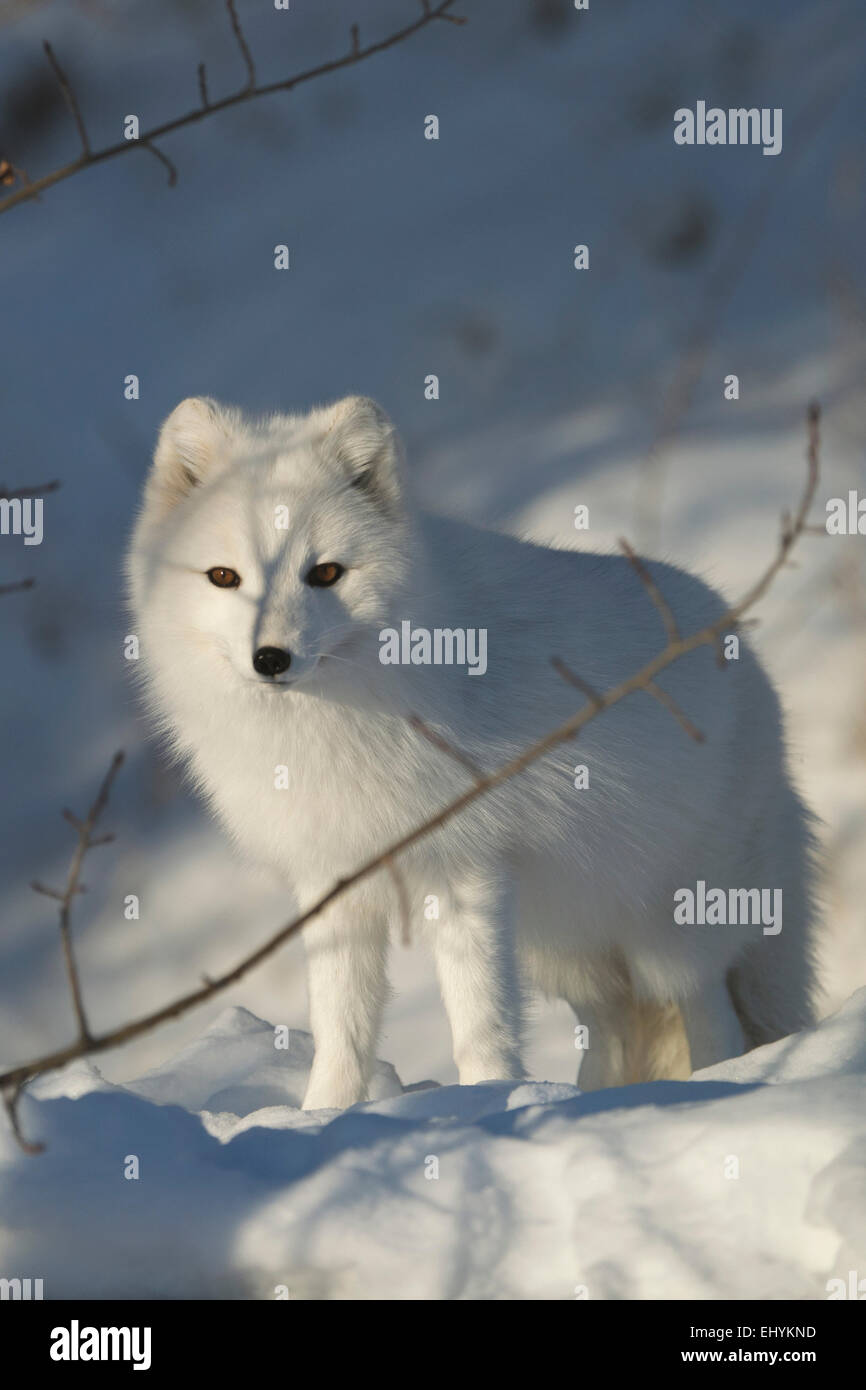 Alopex lagopus hi-res stock photography and images - Alamy