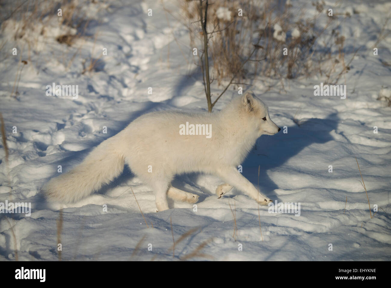 arctic fox, fox, animal, alopex lagopus, winter, snow, Canada Stock ...