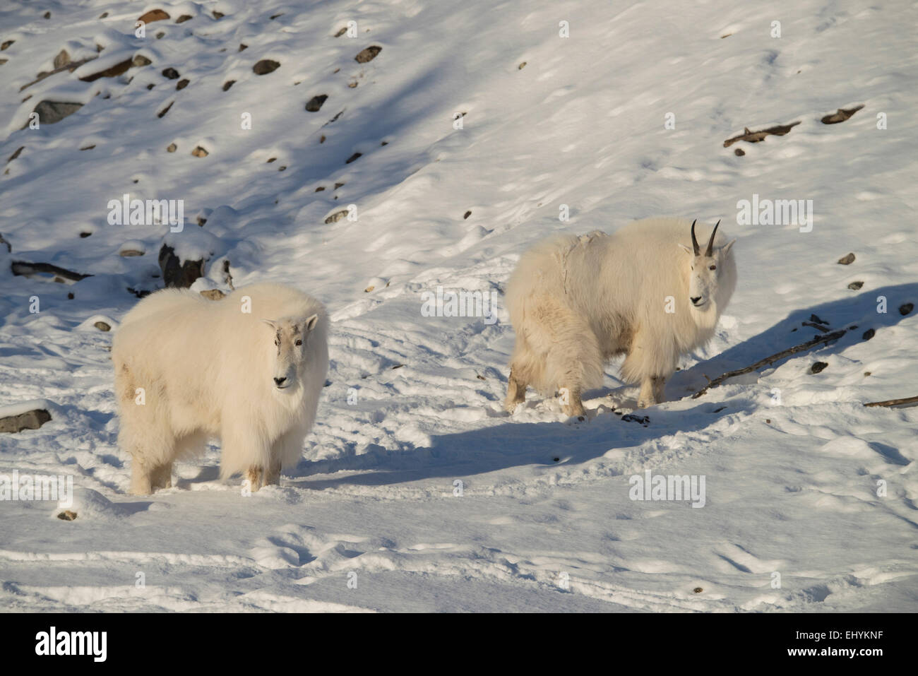 mountain goat, animal, snow, winter, Canada, white Stock Photo - Alamy