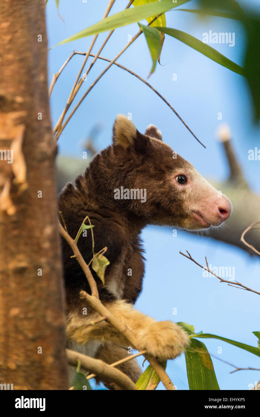 Tree kangaroo hi-res stock photography and images - Alamy