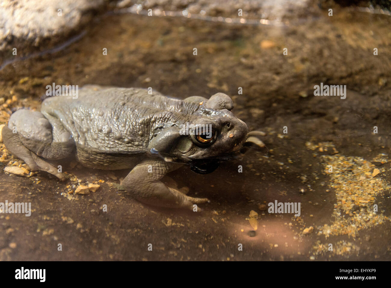 sonoran desert toad, colorado river toad, incilius alvarius, toad ...
