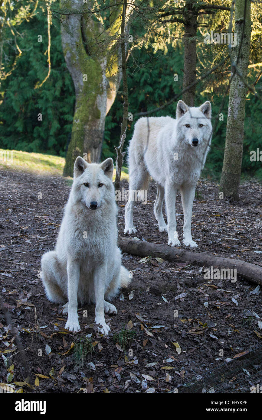 gray wolf, wolf, animal, USA, United States, America, white phase ...