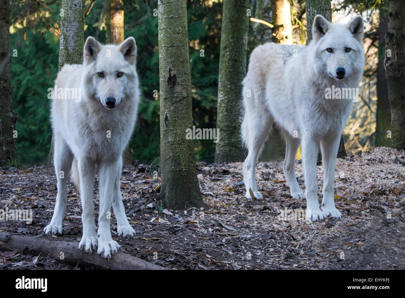 gray wolf, wolf, animal, USA, United States, America, white phase ...