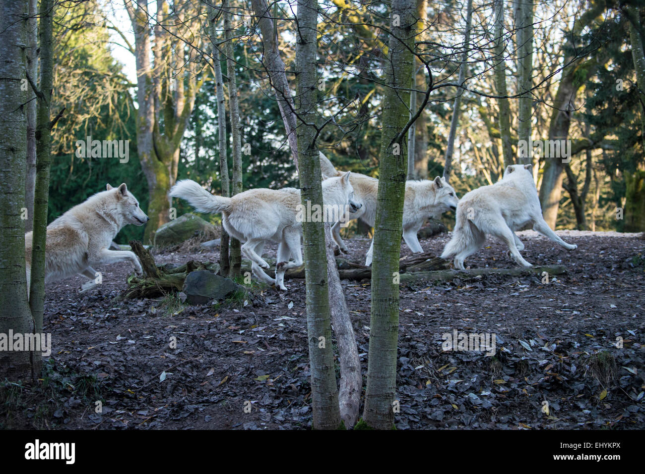 gray wolf, wolf, animal, USA, United States, America, white phase ...