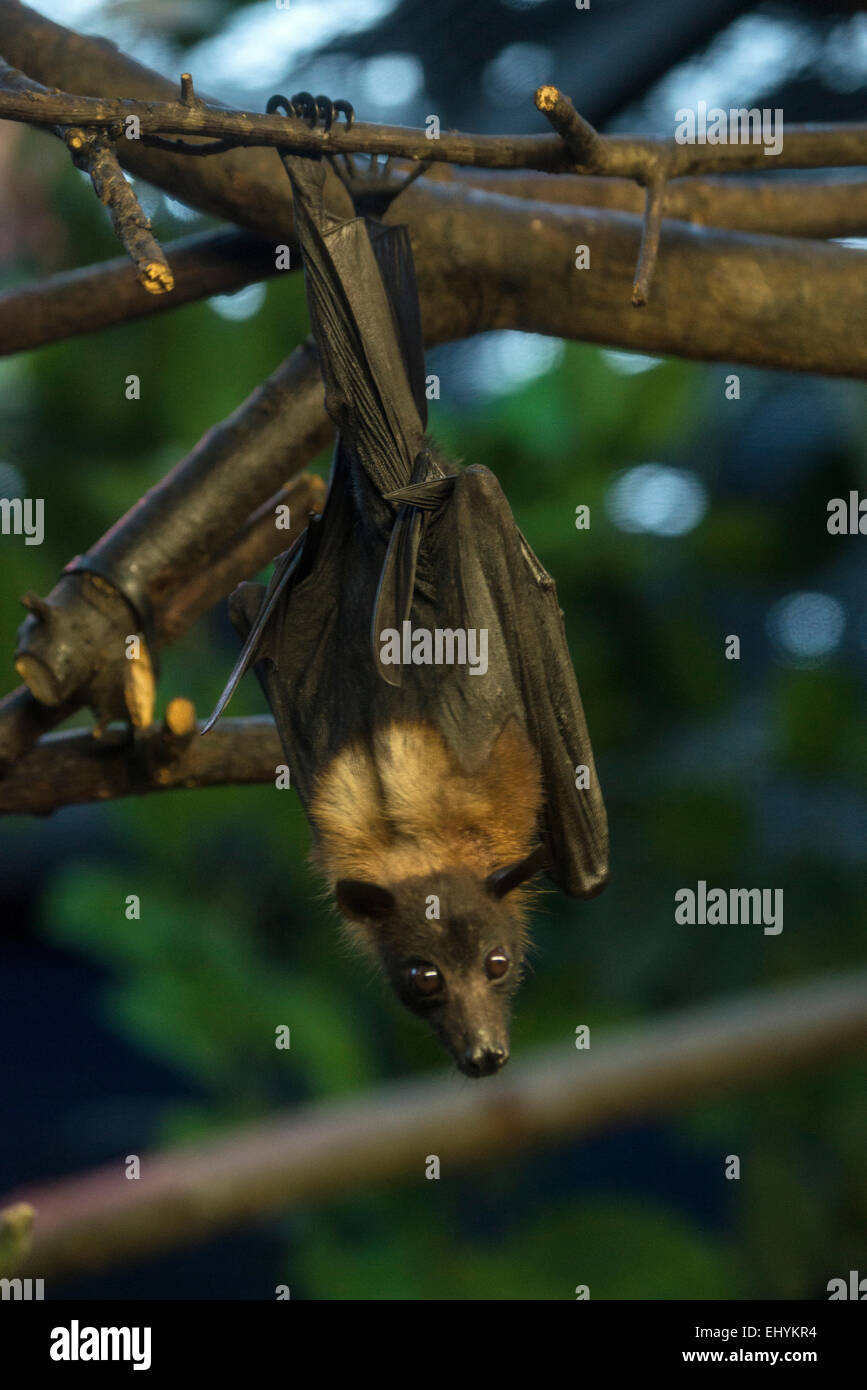 indian flying fox, fruit bat, pteropus giganteus, animal, flying fox ...