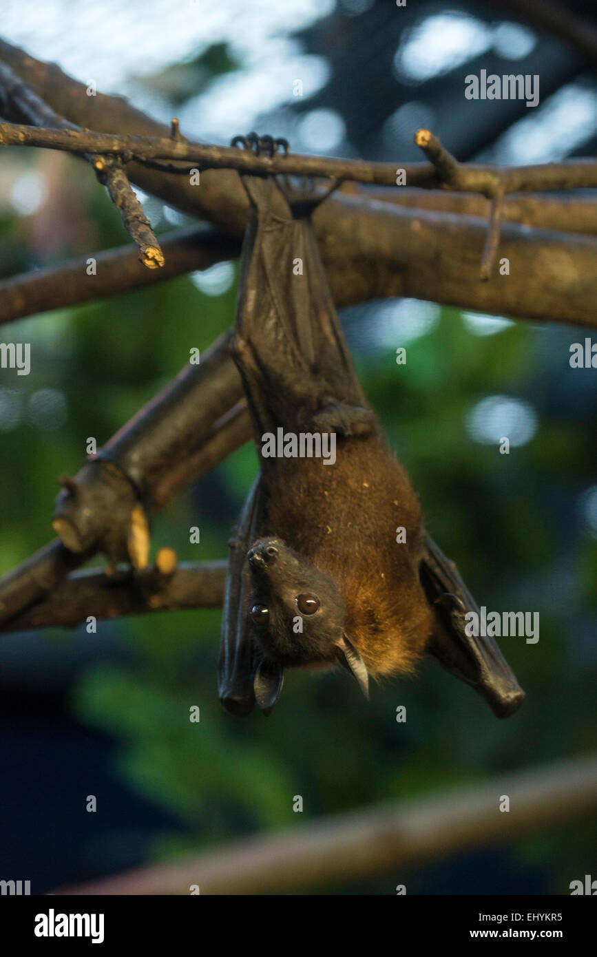 indian flying fox, fruit bat, pteropus giganteus, animal, flying fox ...