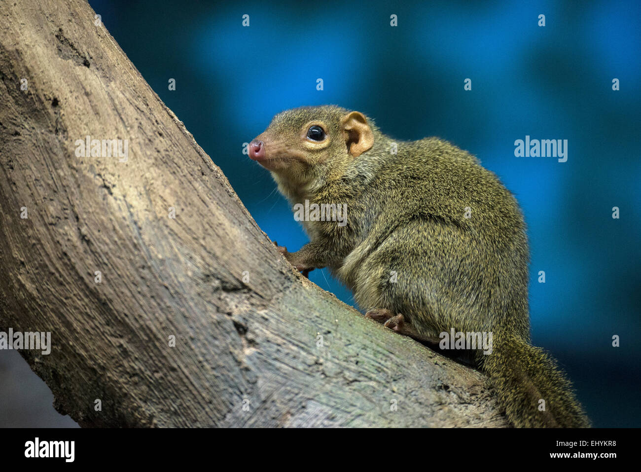 northern treeshrew, tupaia belangeri, treeshrew, tupaia, animal, USA ...