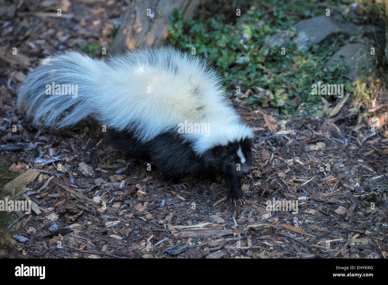 Blue Furry Skunk