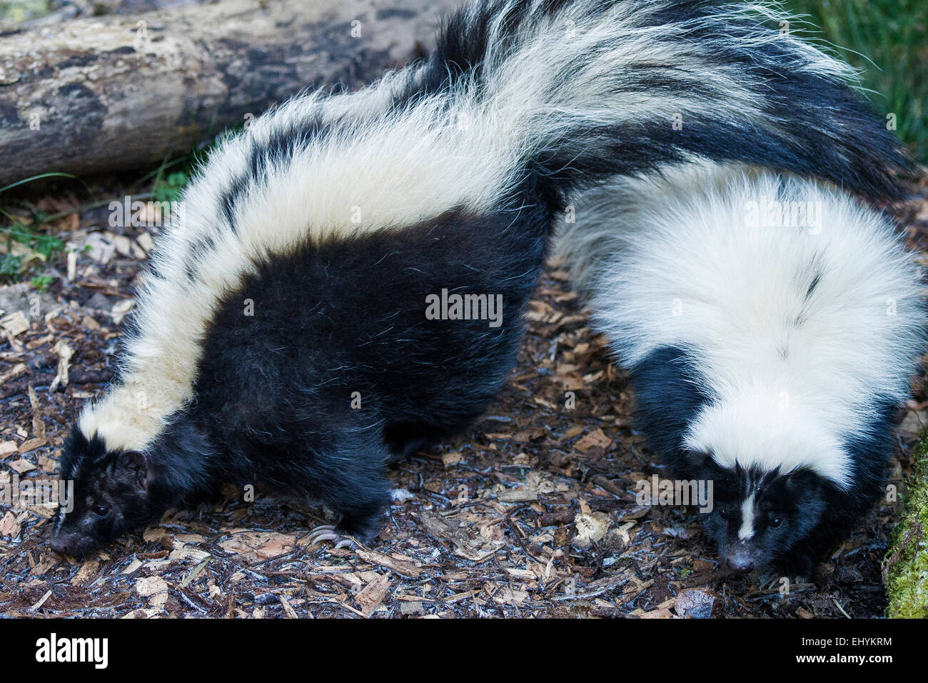 Blue Furry Skunk