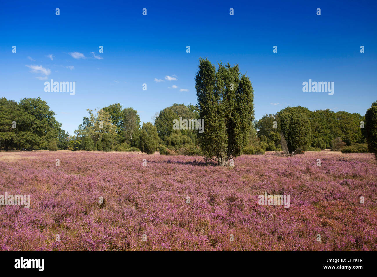 blossom, caluna, Germany, Europe, fauna, moor, moor blossom, moor ...