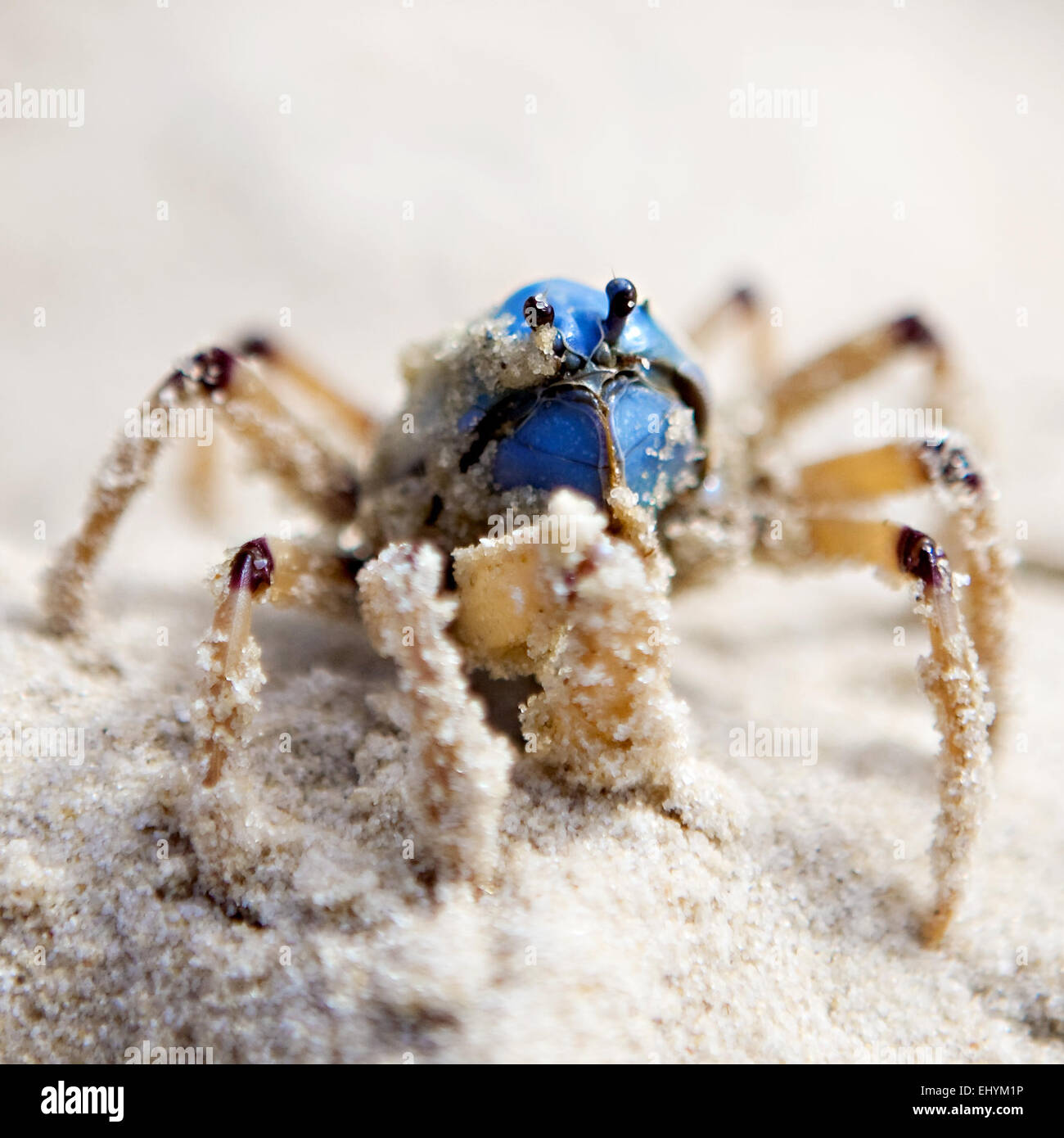 Soldier island hi-res stock photography and images - Alamy