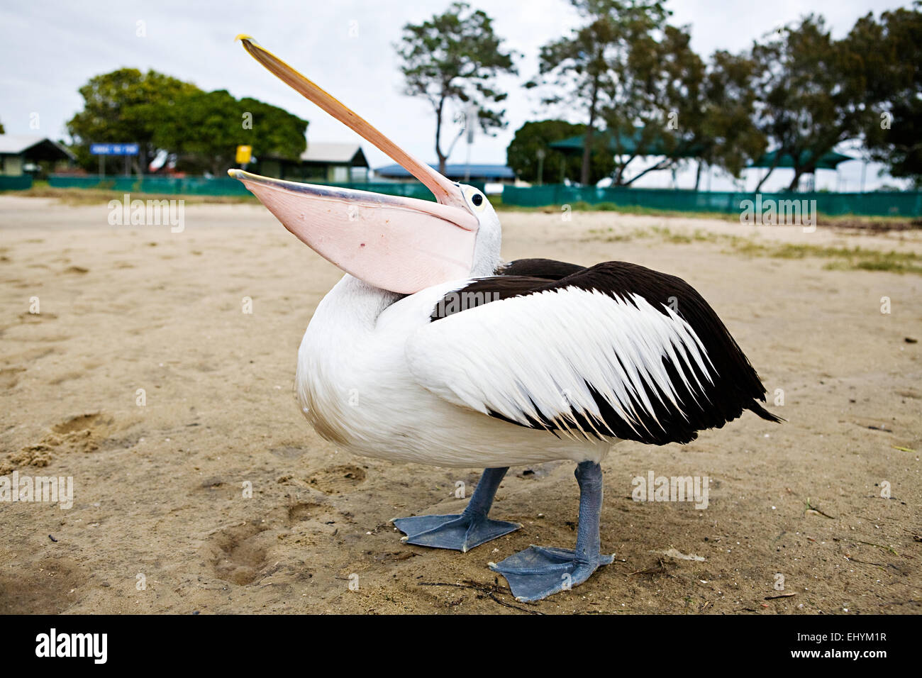 Side view of a pelican, Gold Coast, Australia Stock Photo - Alamy