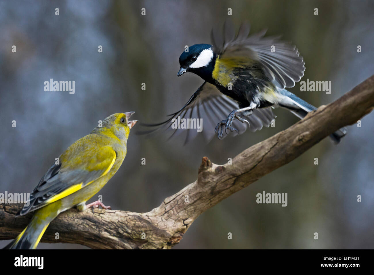 Carduelis chloris, Parus major, Greenfinch and Great Tit Stock Photo ...