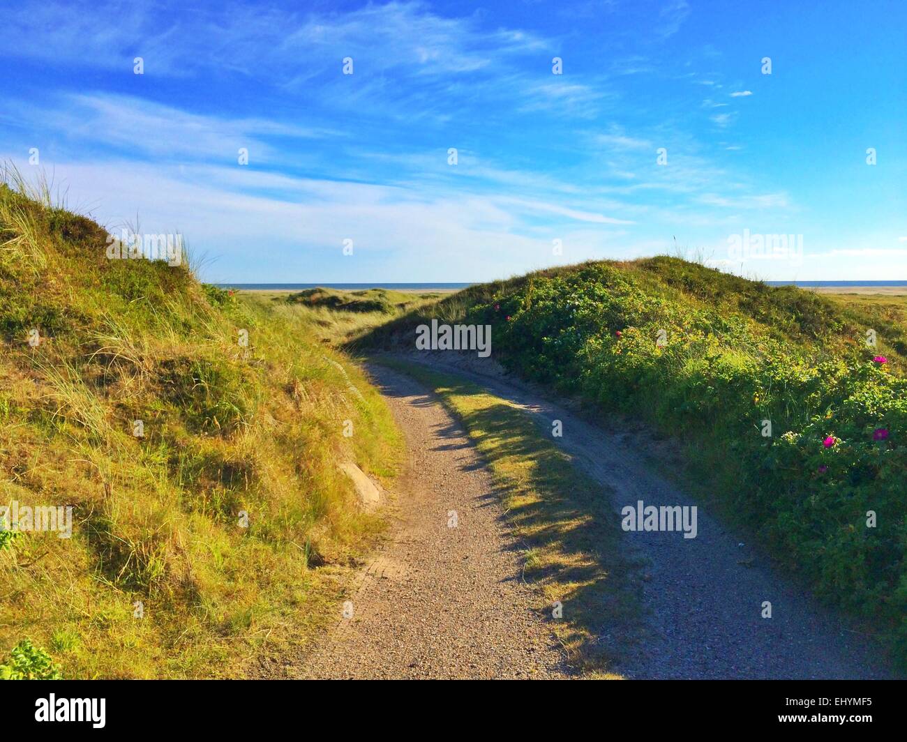 Road between sand dunes, Fanoe, Jutland, Denmark Stock Photo - Alamy