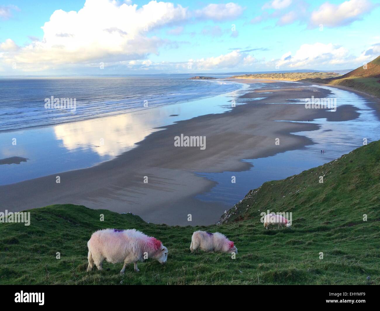 Gower animals hi-res stock photography and images - Alamy