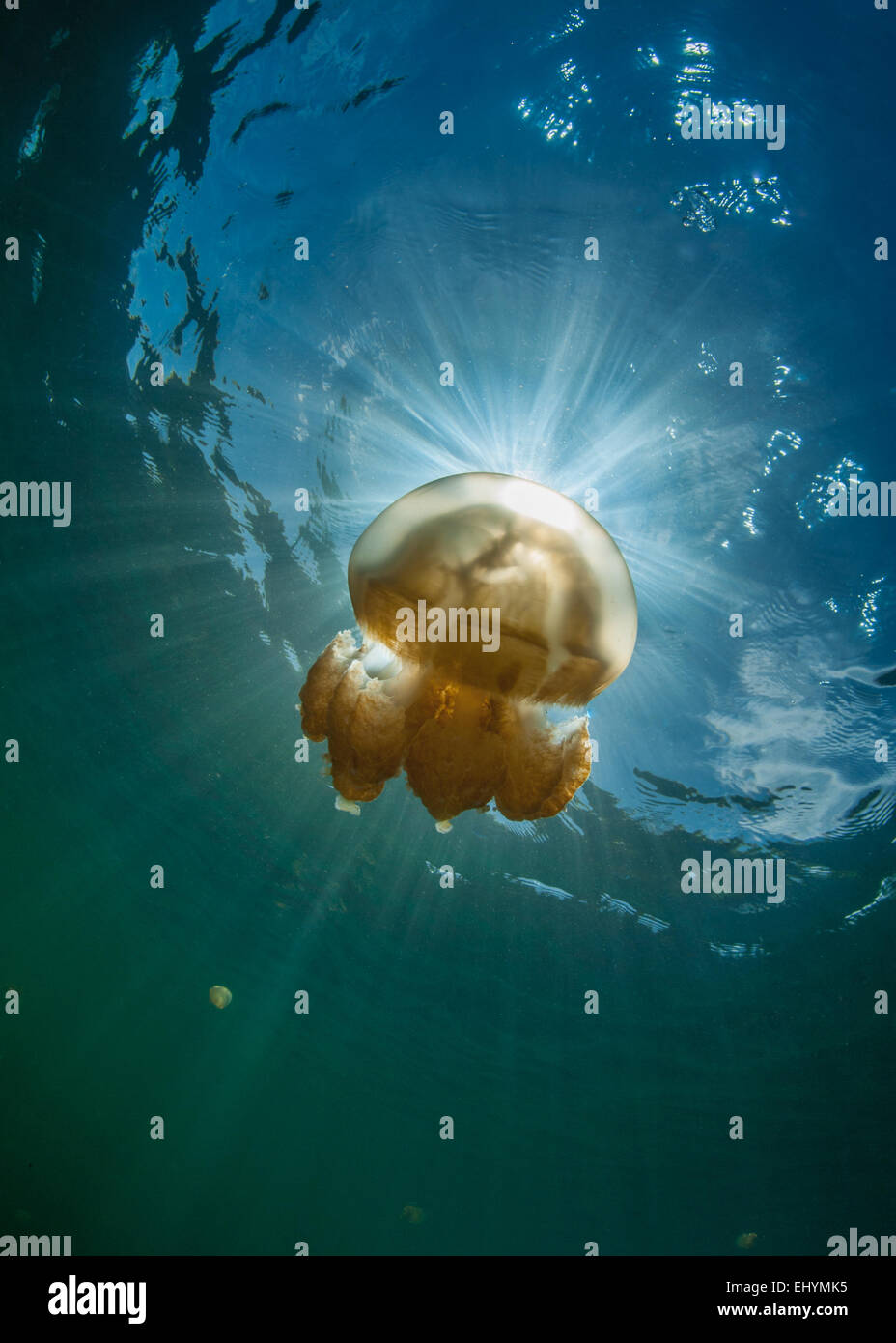 Golden jellyfish, Palau, Micronesia Stock Photo - Alamy