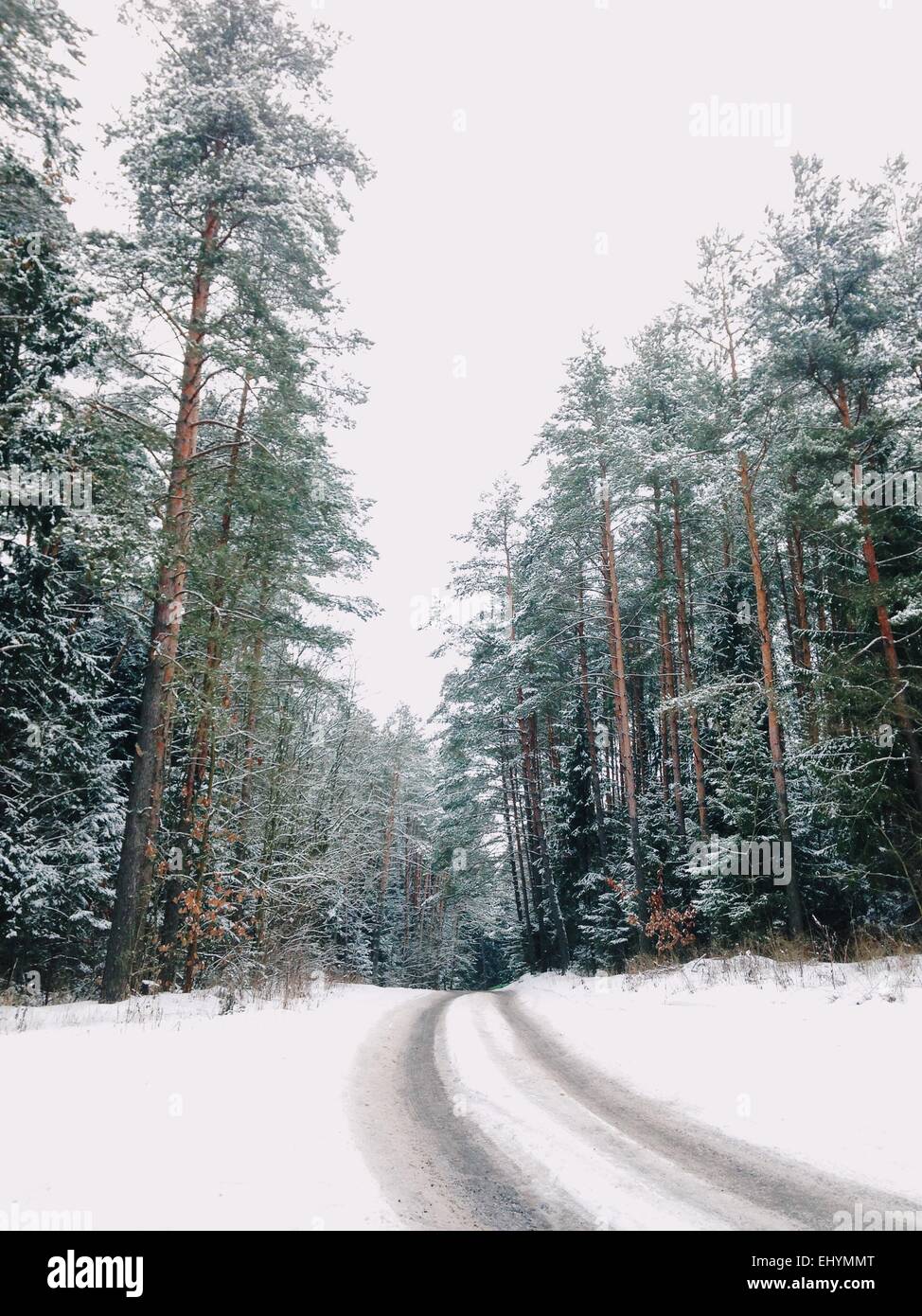 Empty woods hi-res stock photography and images - Alamy