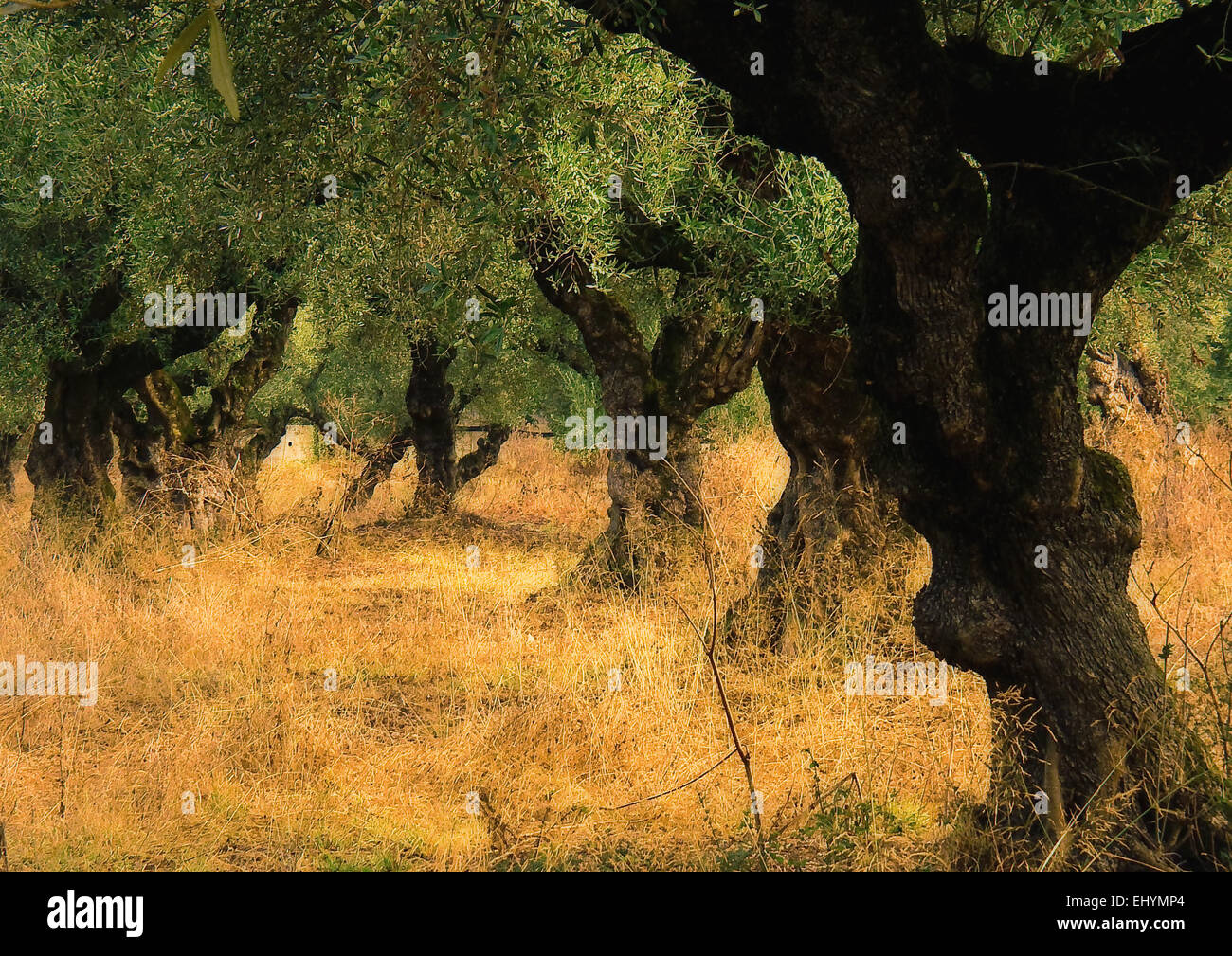 Olive trees, Zakynthos , Greece Stock Photo - Alamy