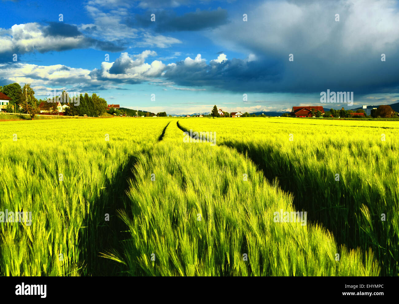 Path through wheat field hi-res stock photography and images - Alamy