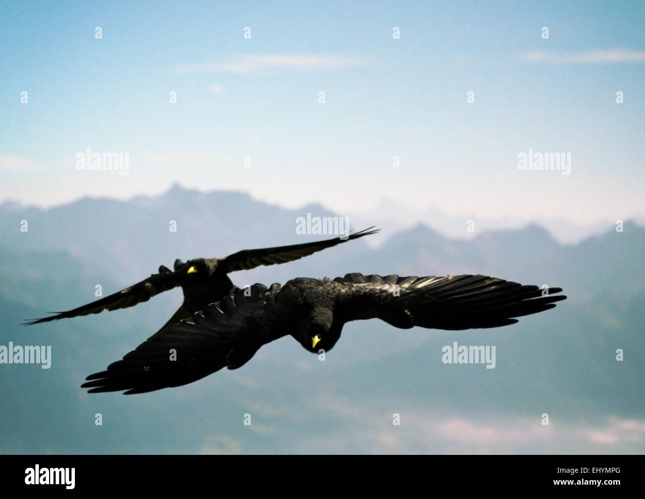 Two birds flying hi-res stock photography and images - Alamy