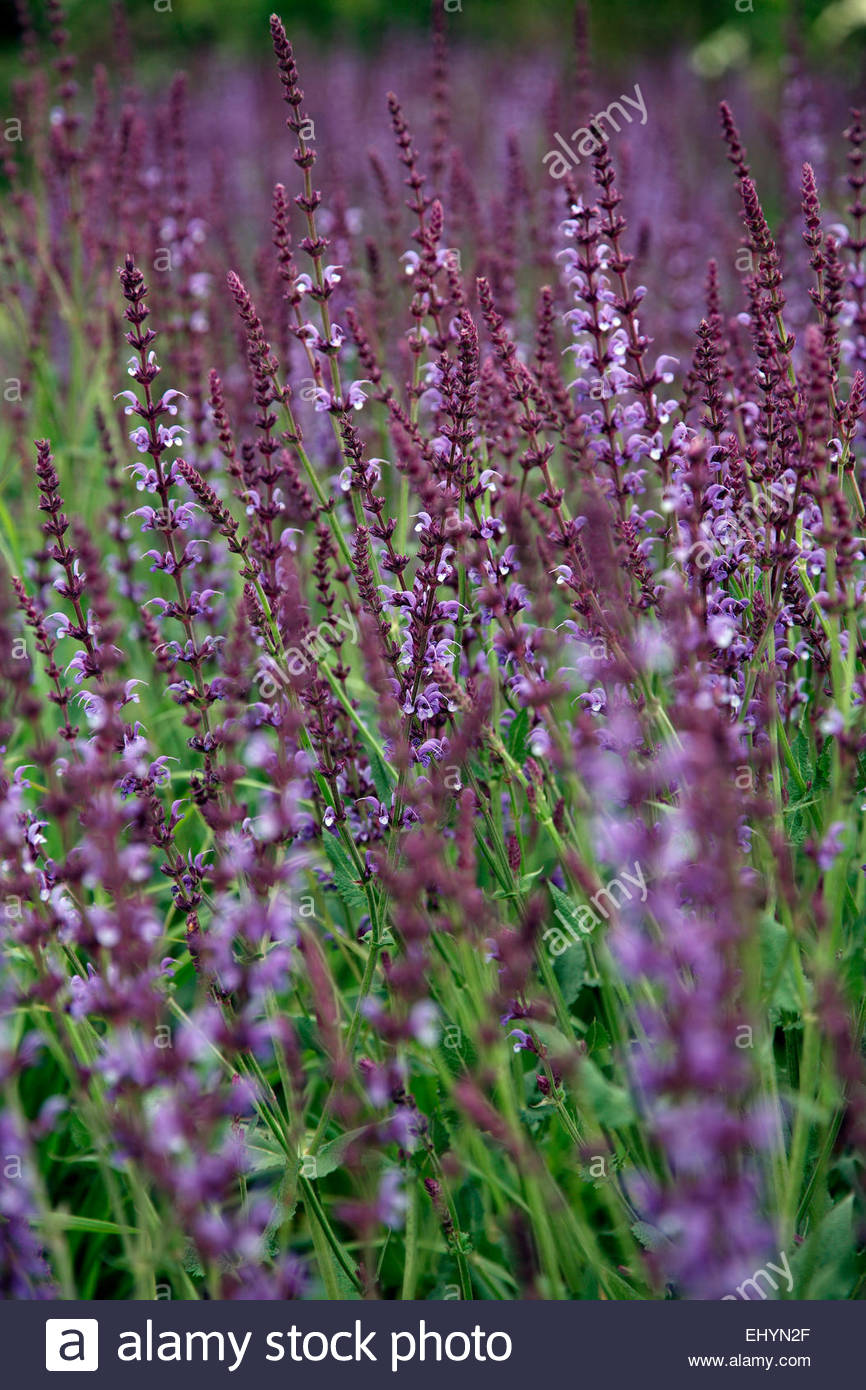 Salvia Superba Stock Photos & Salvia Superba Stock Images - Alamy