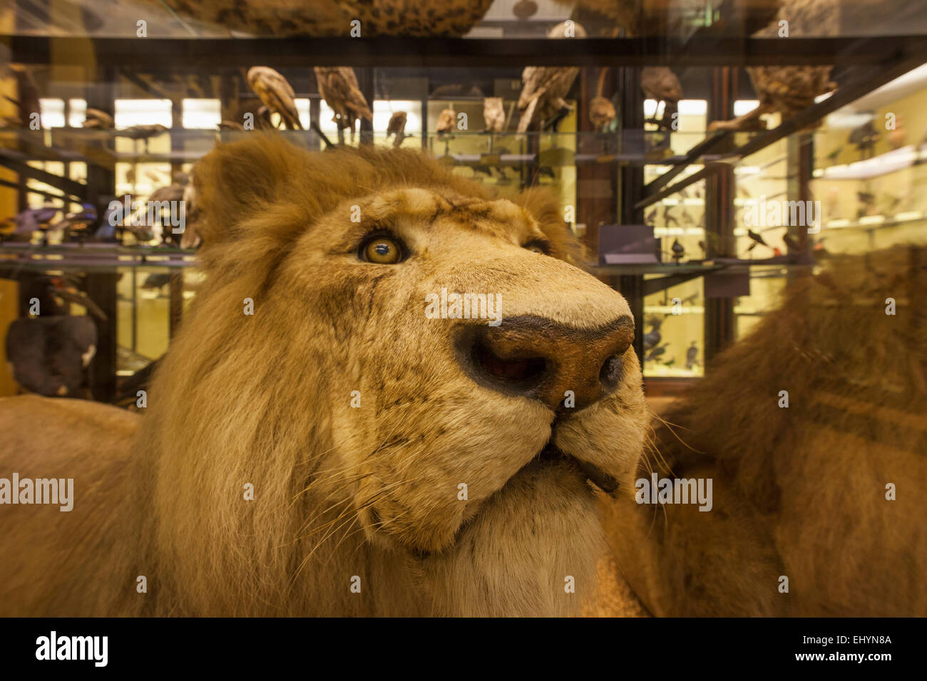 England, Hertfordshire, Tring, Natural History Museum, Exhibit of Lion ...