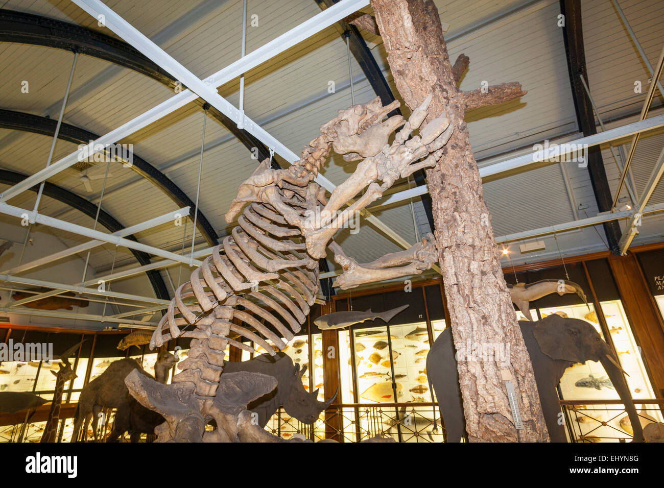 England, Hertfordshire, Tring, Natural History Museum, Exhibit of Giant ...