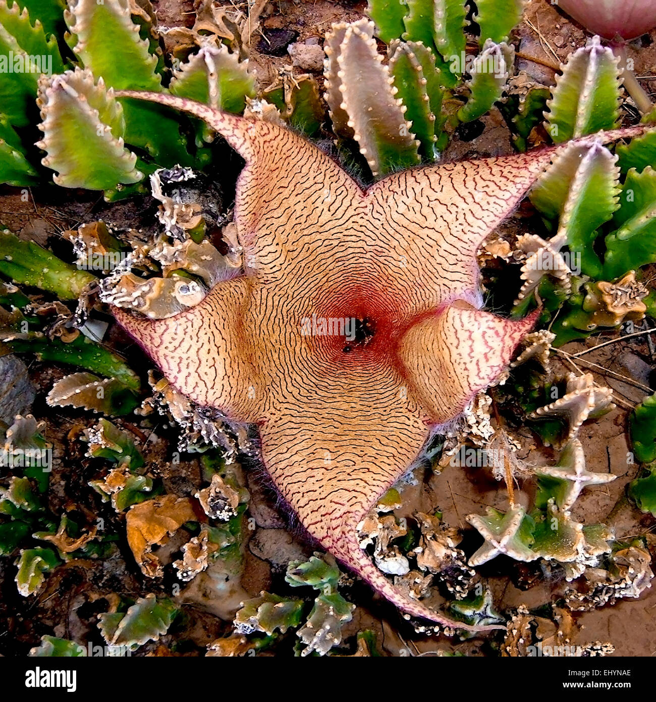 Flower of the Stapelia Cactus, Arizona, United States Stock Photo - Alamy