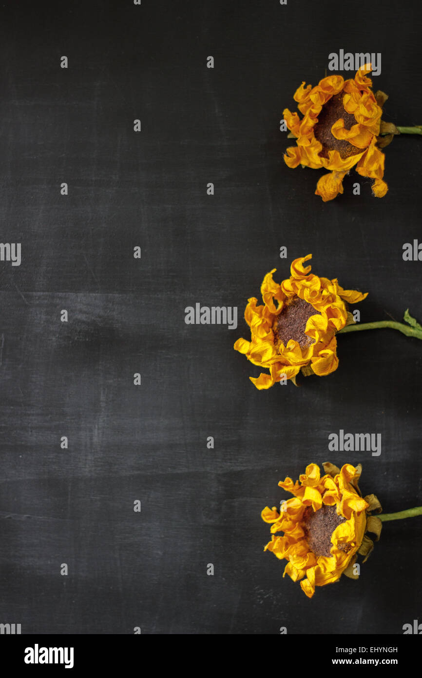 Three sunflowers in a row, black background Stock Photo - Alamy