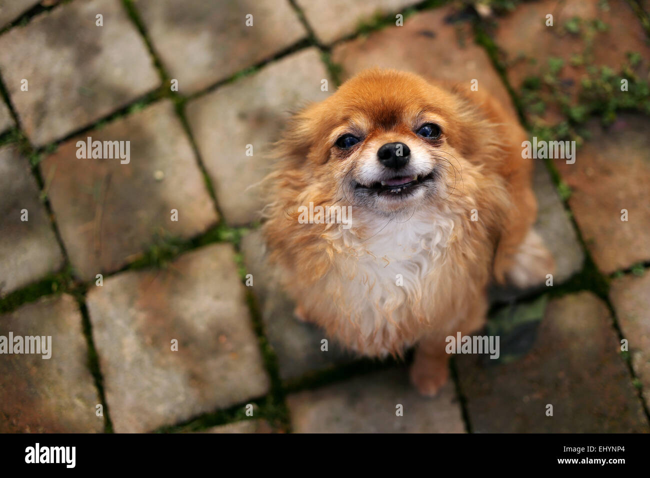 Overhead view of a Chihuahua dog smiling Stock Photo - Alamy