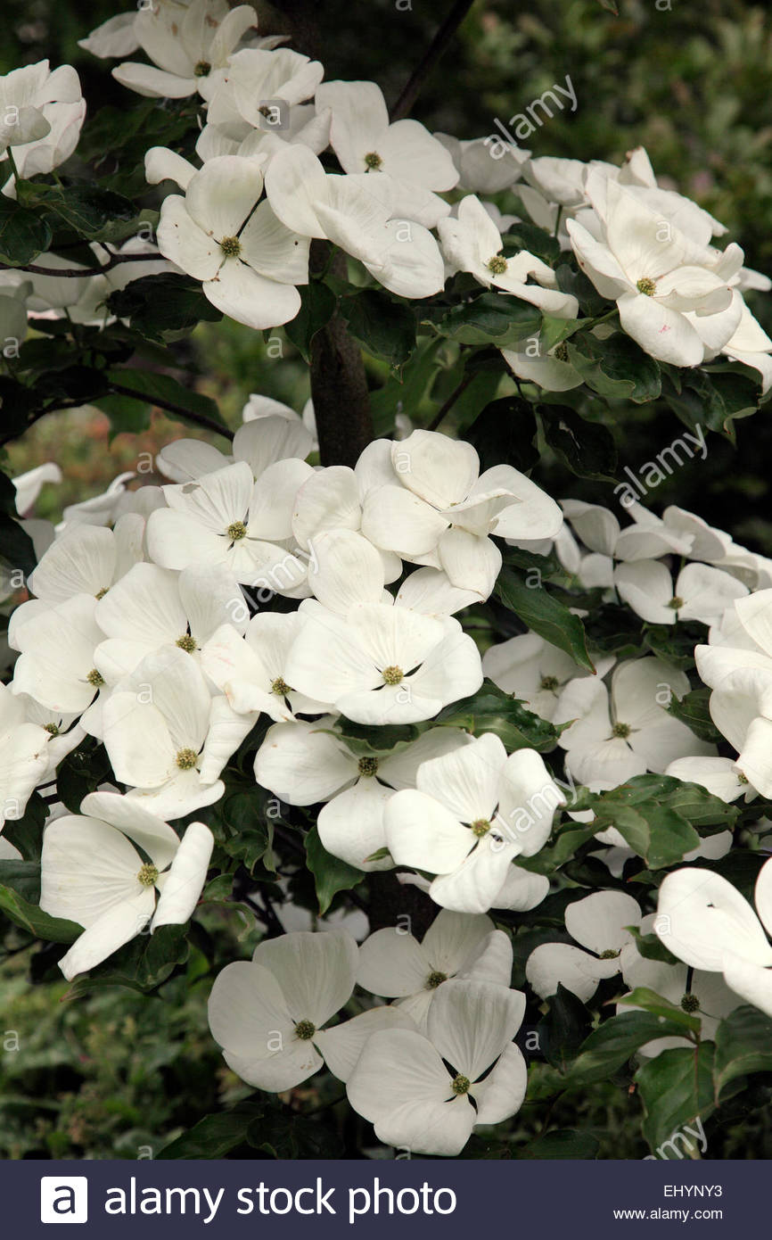 Flower Of Venus Stock Photos & Flower Of Venus Stock Images - Alamy