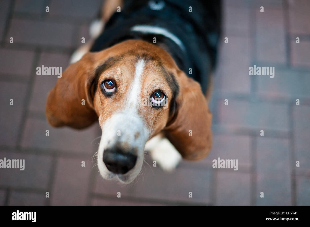 Beagle dog looking up Stock Photo - Alamy