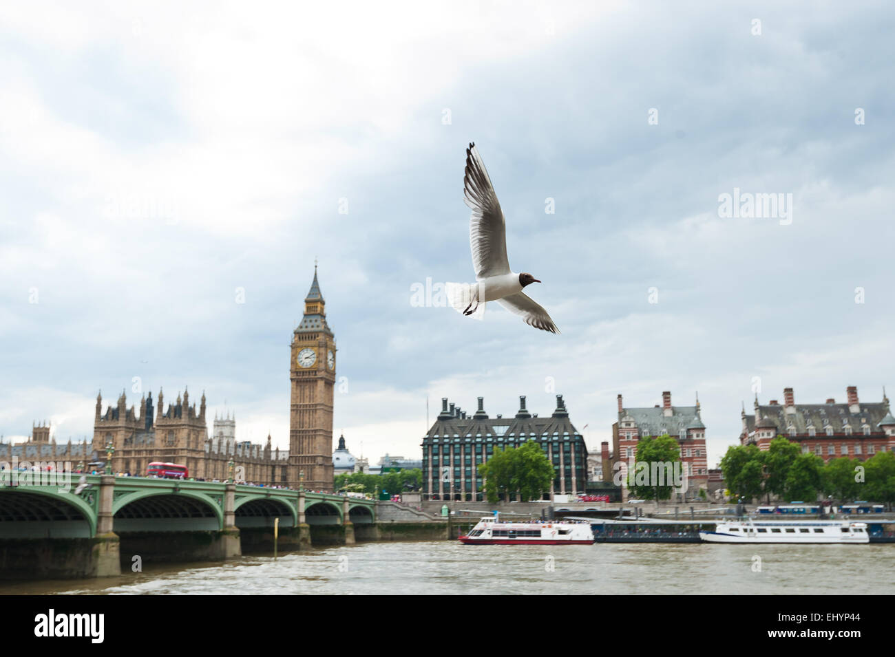 Seagull flying past Big Ben, London, England, United Kingdom Stock ...