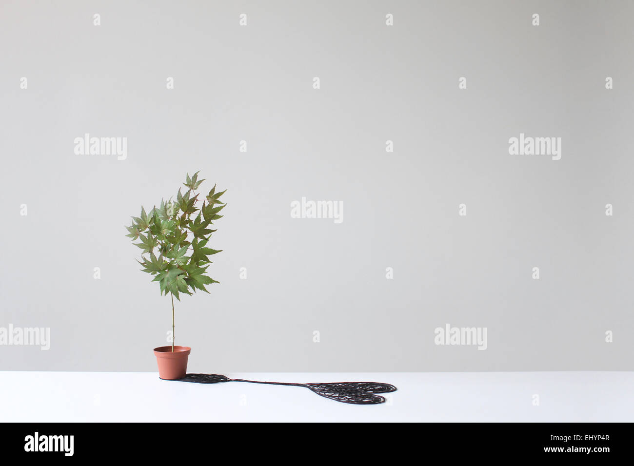 Tree casting shadow hi-res stock photography and images - Alamy